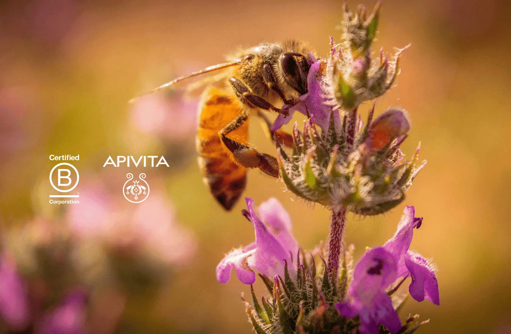 Explorez l'univers des marques de Puig